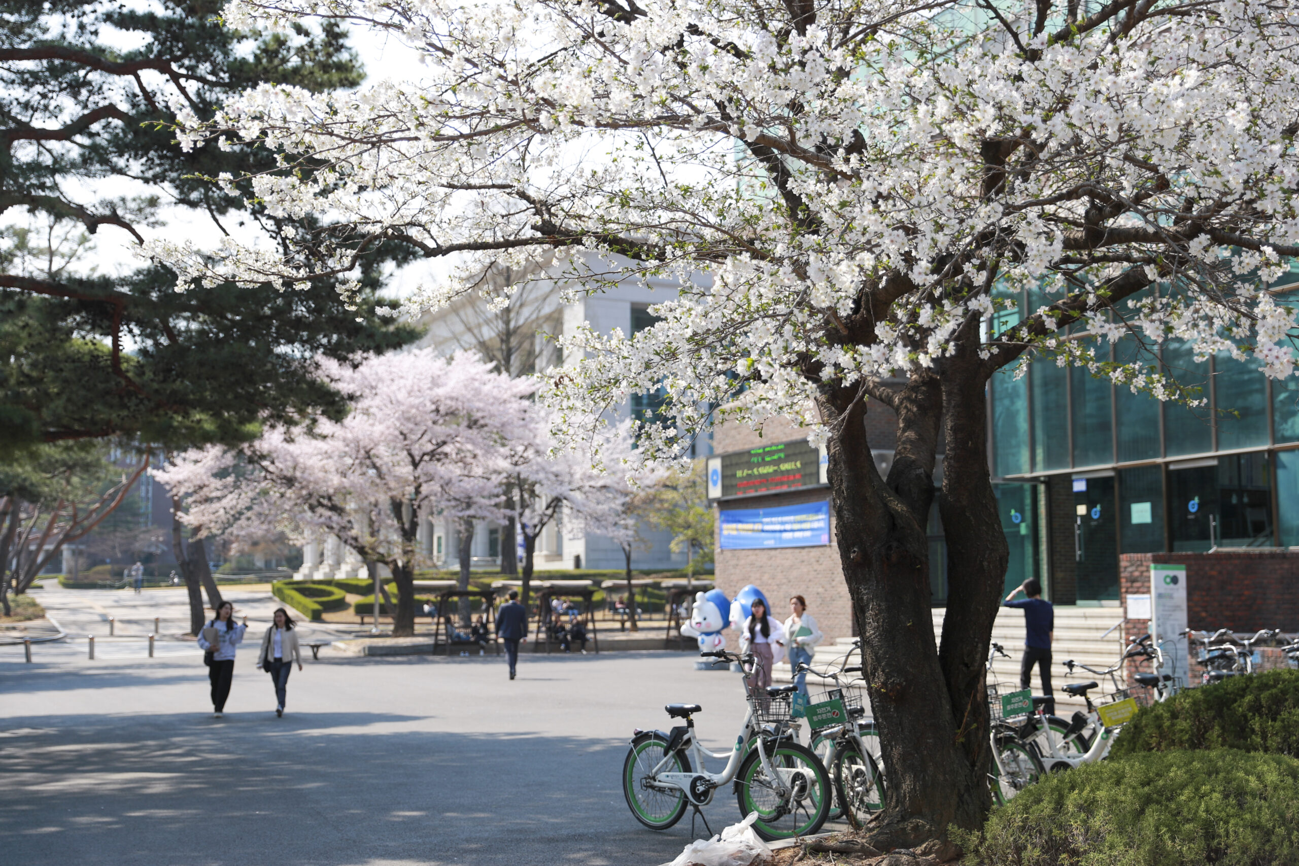 SU Campus, Selected as ‘Seoul’s 4 Best Spring Flower Hotspots ...