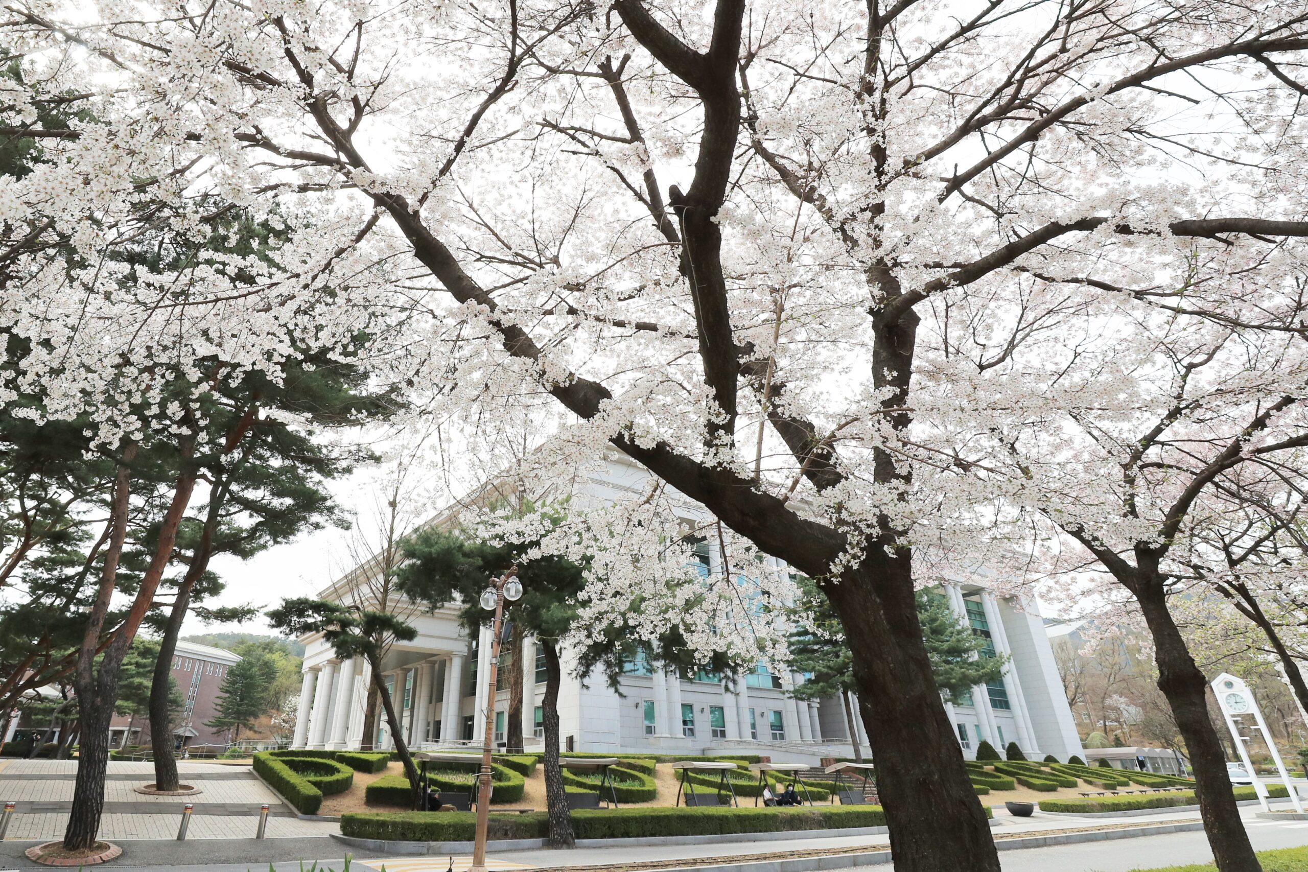 三育大学校园被评为首尔四大“春天赏花名所” – 国际教育院